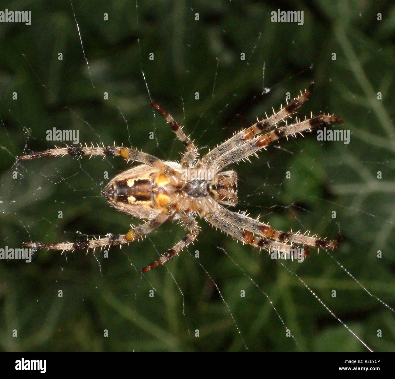 Spider tread hi-res stock photography and images - Alamy