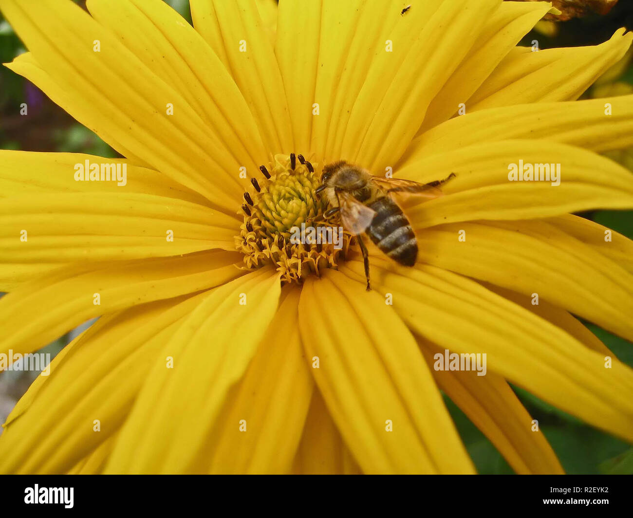 Bee fodder plant hi-res stock photography and images - Alamy