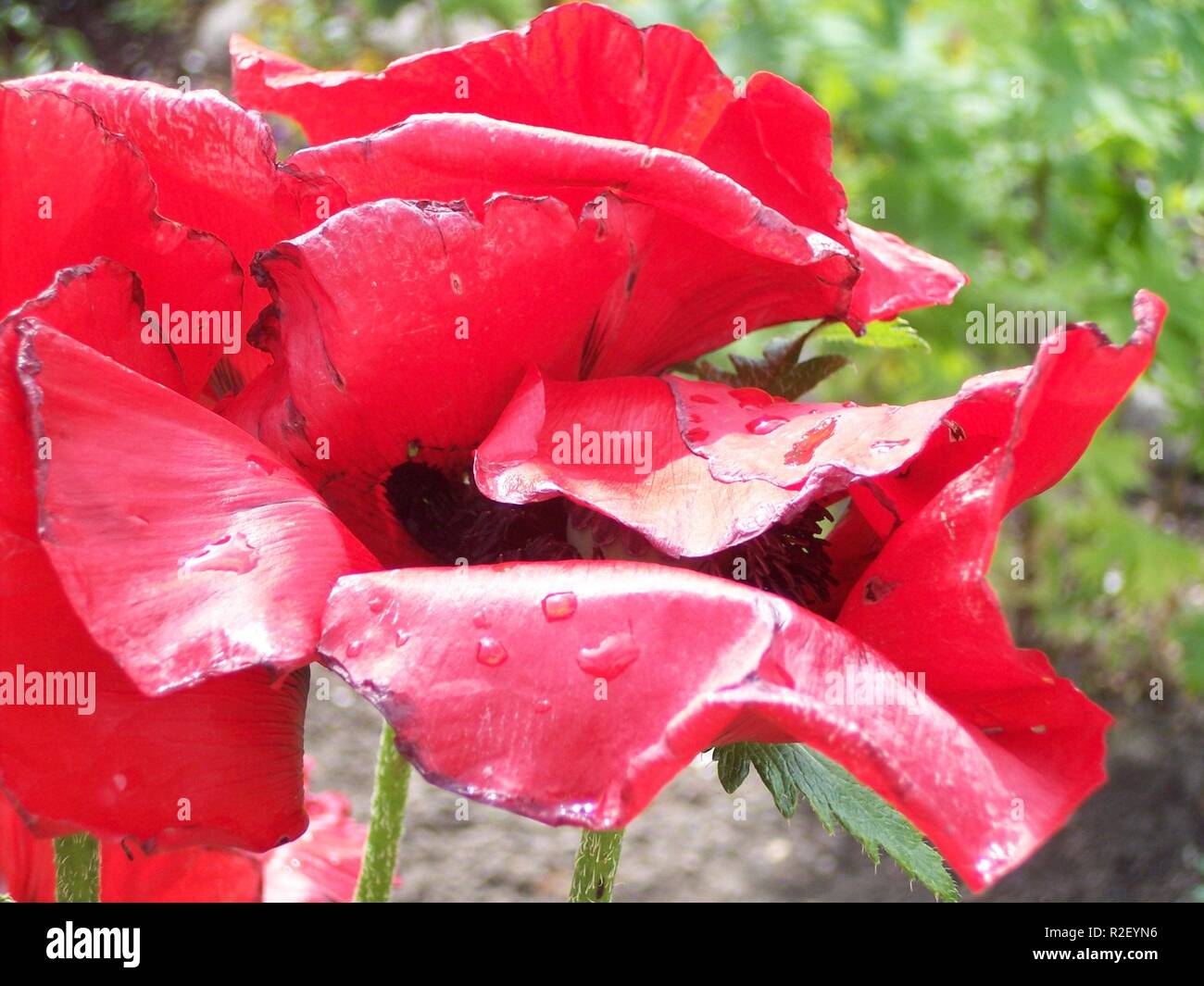 Withered red poppy hi-res stock photography and images - Alamy