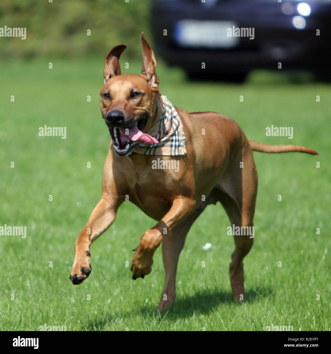 Rhodesian ridgeback teeth hi-res stock photography and images - Alamy