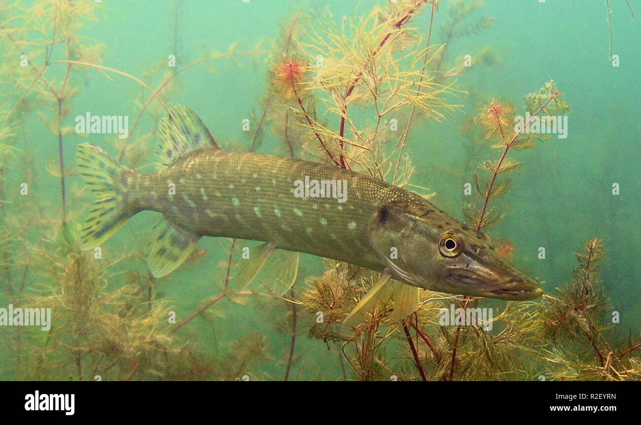 Predators hunt hi-res stock photography and images - Alamy