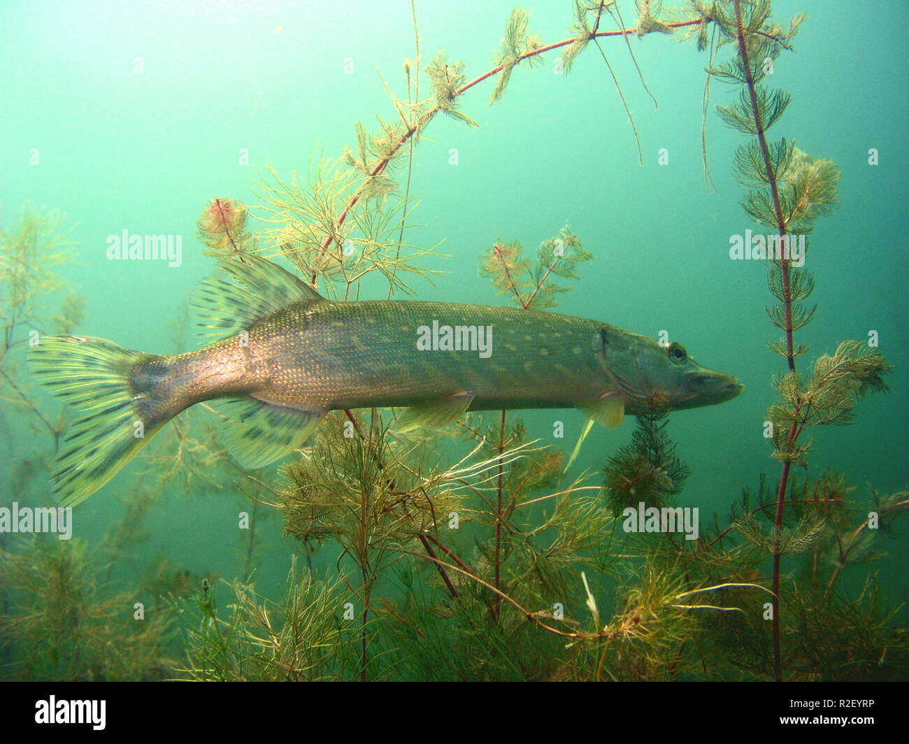 Freshwater predators hi-res stock photography and images - Alamy