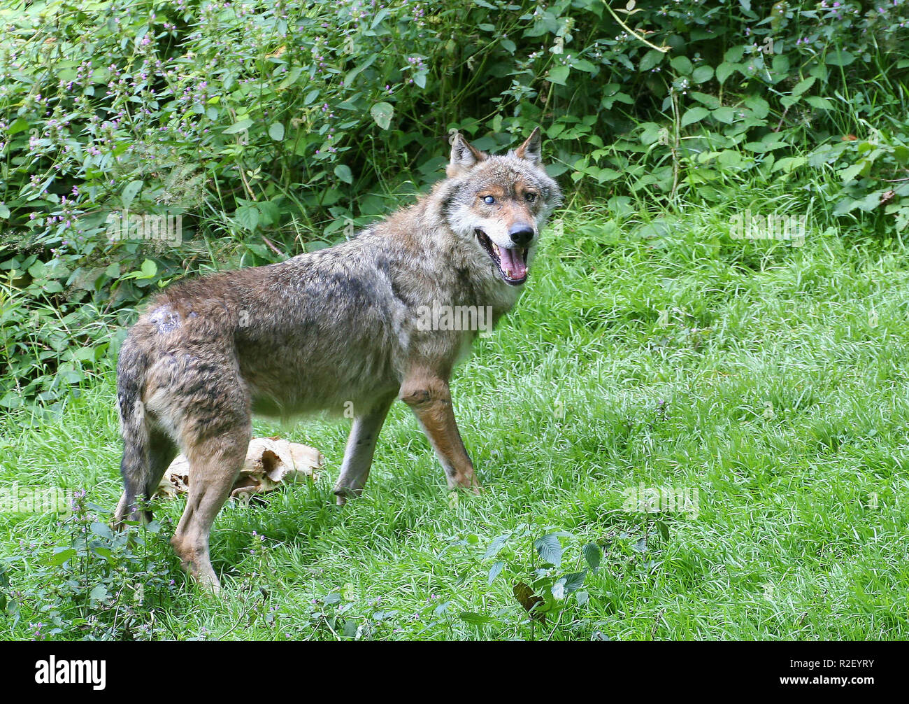 Alphawolf hi-res stock photography and images - Alamy