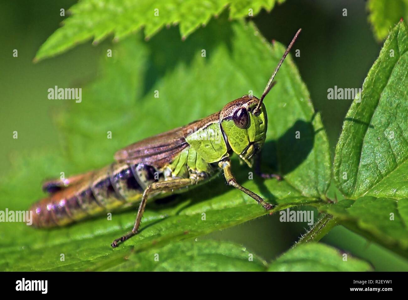 Insect hops hi-res stock photography and images - Alamy