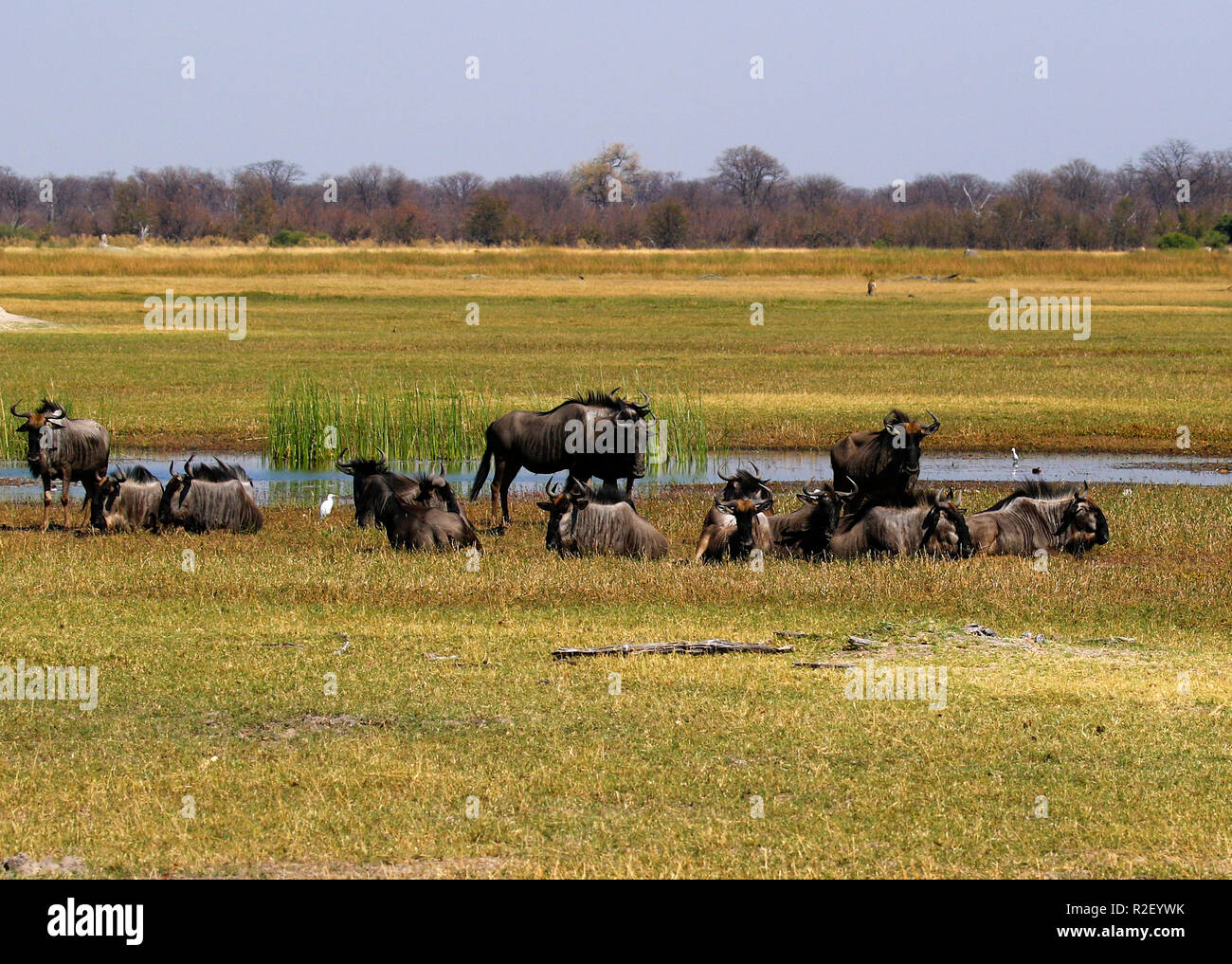 Big herd of Wildebeest on the African Plains Stock Photo - Alamy