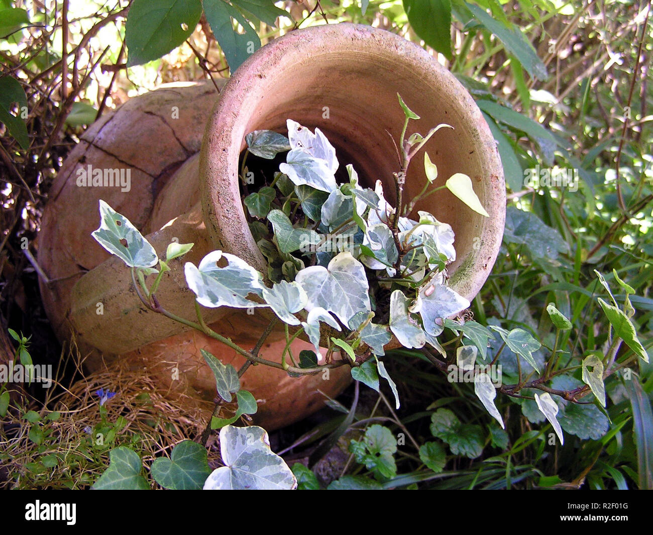 Grass shards hi-res stock photography and images - Alamy