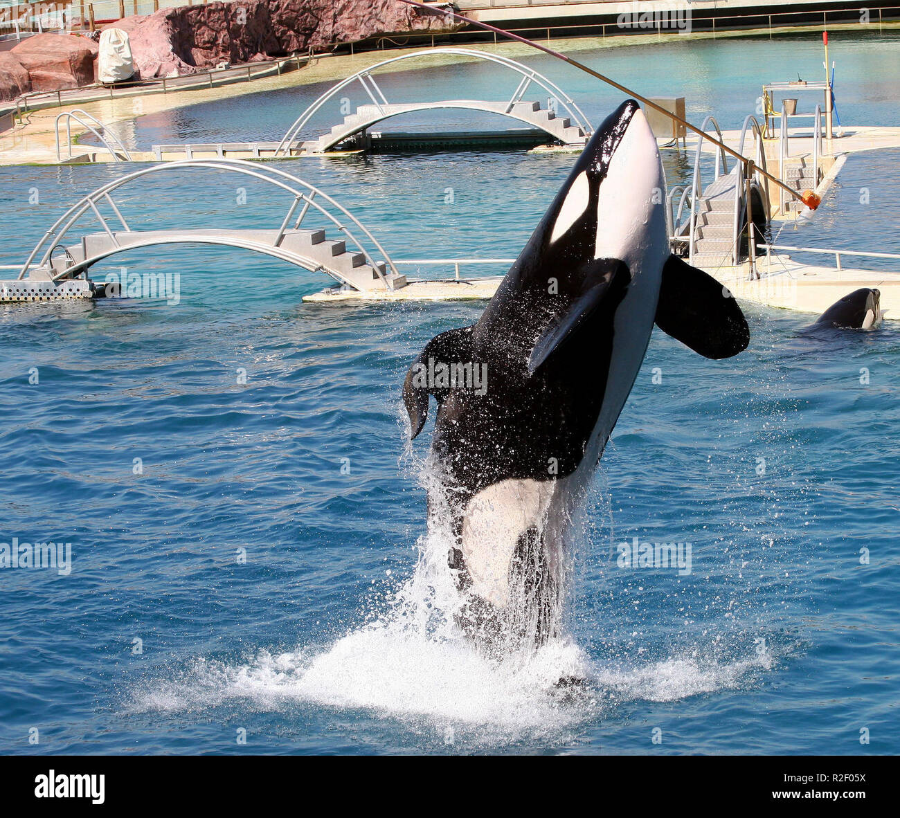 Schwertwale hi-res stock photography and images - Alamy