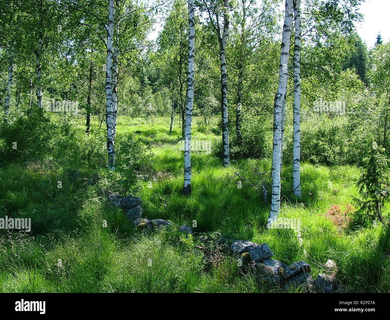 light birch meadow Stock Photo - Alamy
