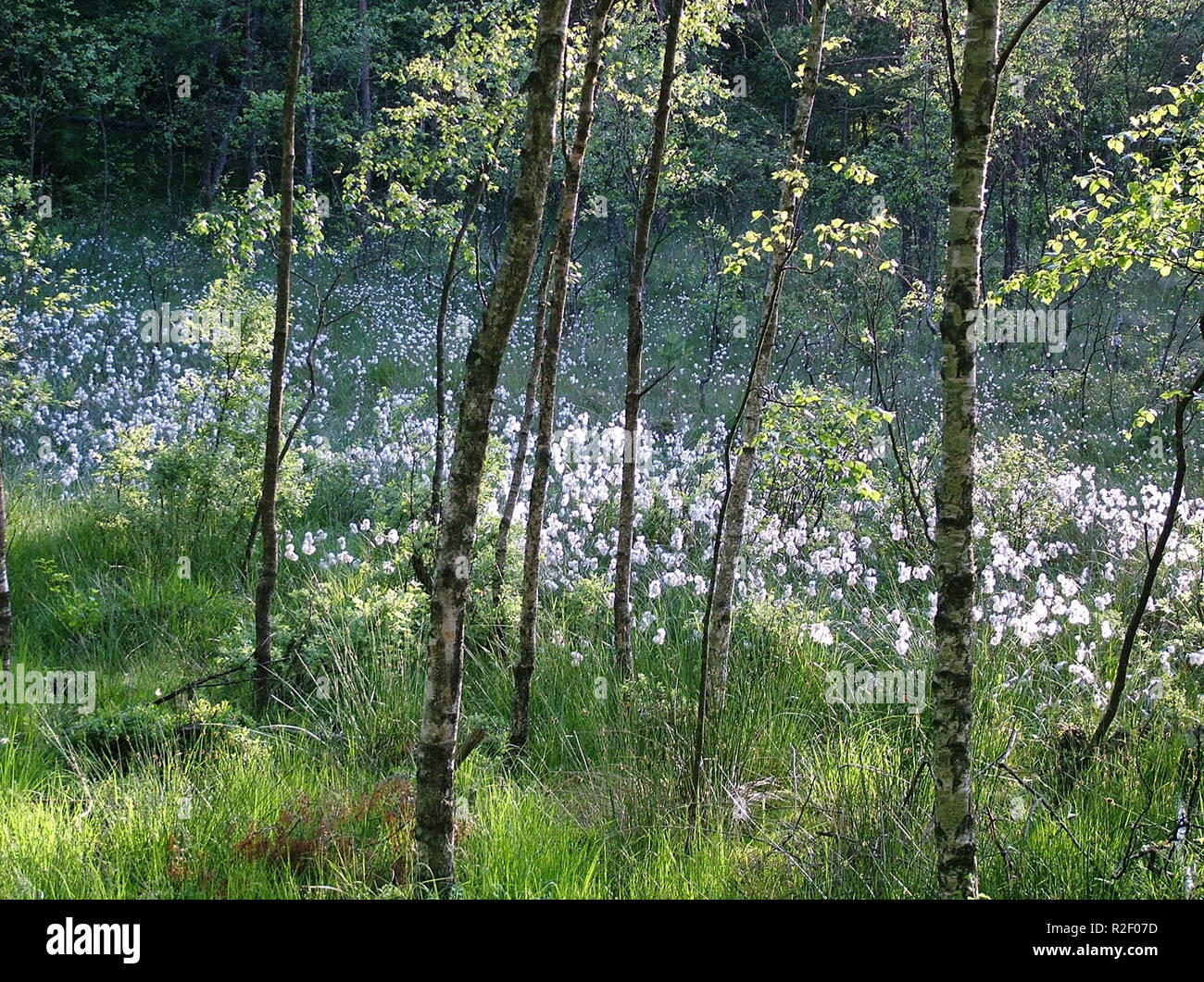 wetland with cotton grass meadow Stock Photo - Alamy