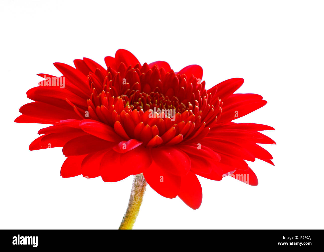 Rote gerbera hi-res stock photography and images - Alamy