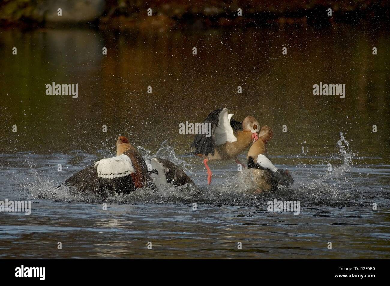 Fight fighting bird birds hi-res stock photography and images - Alamy