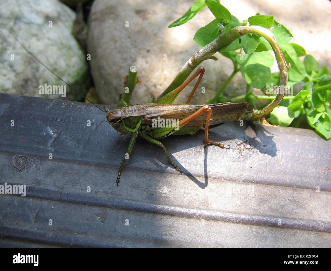 Herbivore insect hi-res stock photography and images - Alamy
