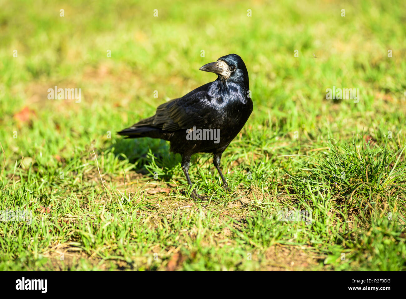 Carrion crow uk branch hi-res stock photography and images - Alamy
