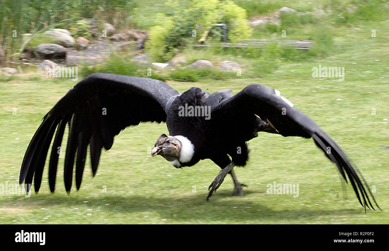 Condor zoo hi-res stock photography and images - Alamy