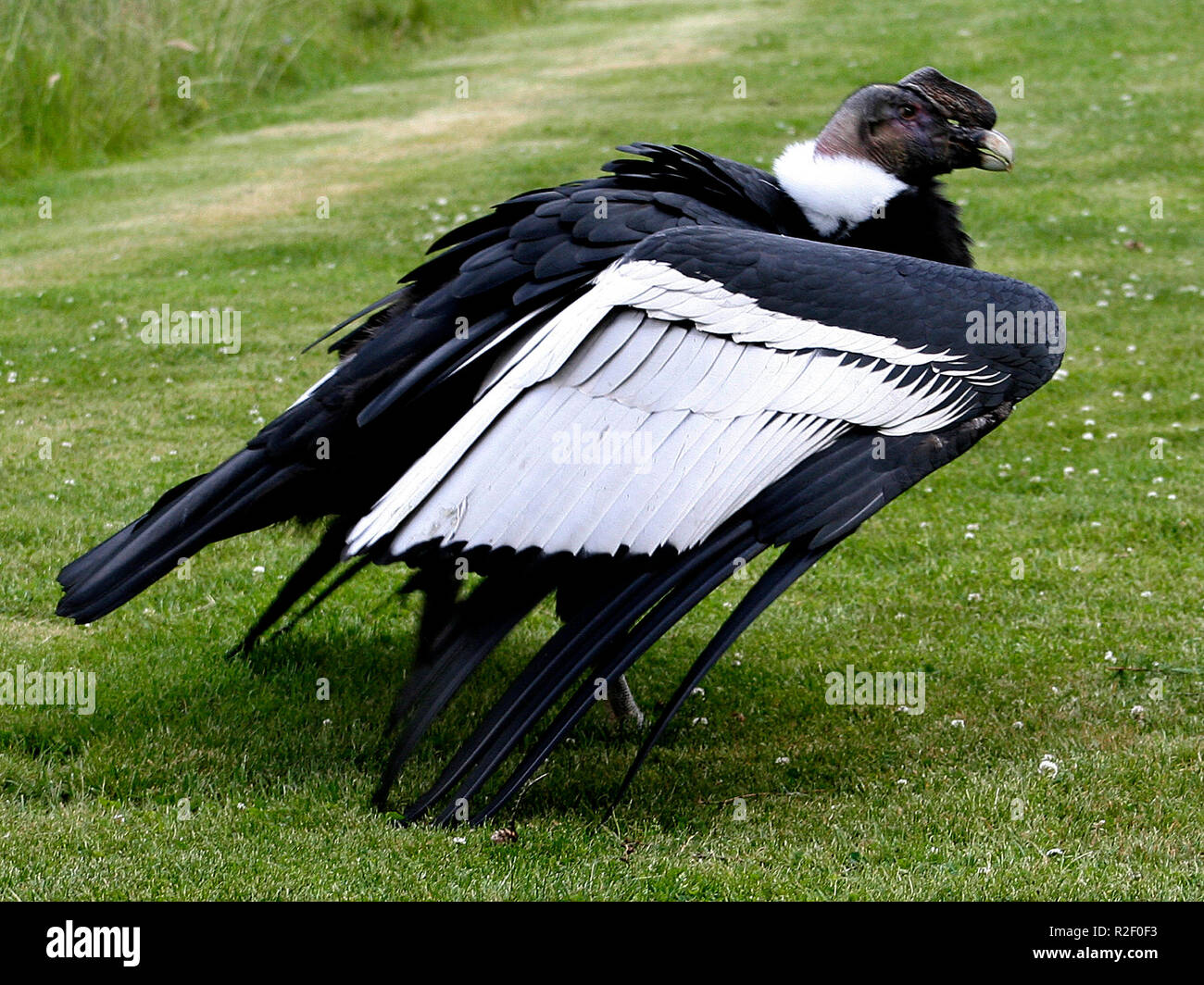 Condor zoo hi-res stock photography and images - Alamy