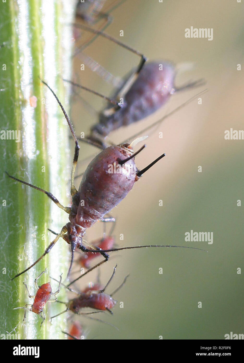 Mutants hi-res stock photography and images - Alamy