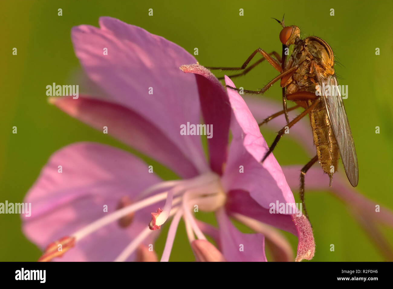 Dance mosquito hi-res stock photography and images - Alamy