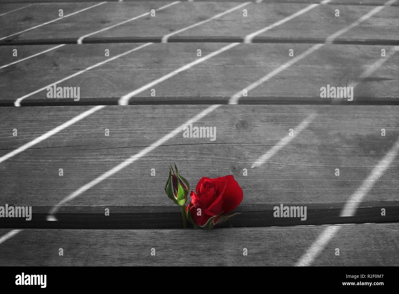 Bw roses hi-res stock photography and images - Alamy