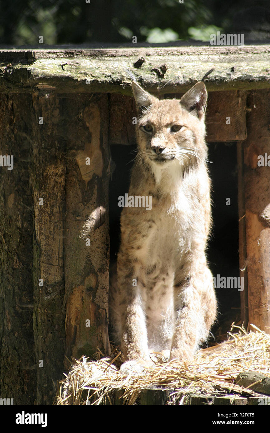 Wildlife luchs hi-res stock photography and images - Alamy