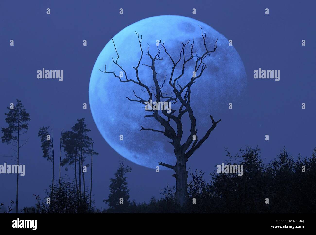 Moon branches hi-res stock photography and images - Alamy