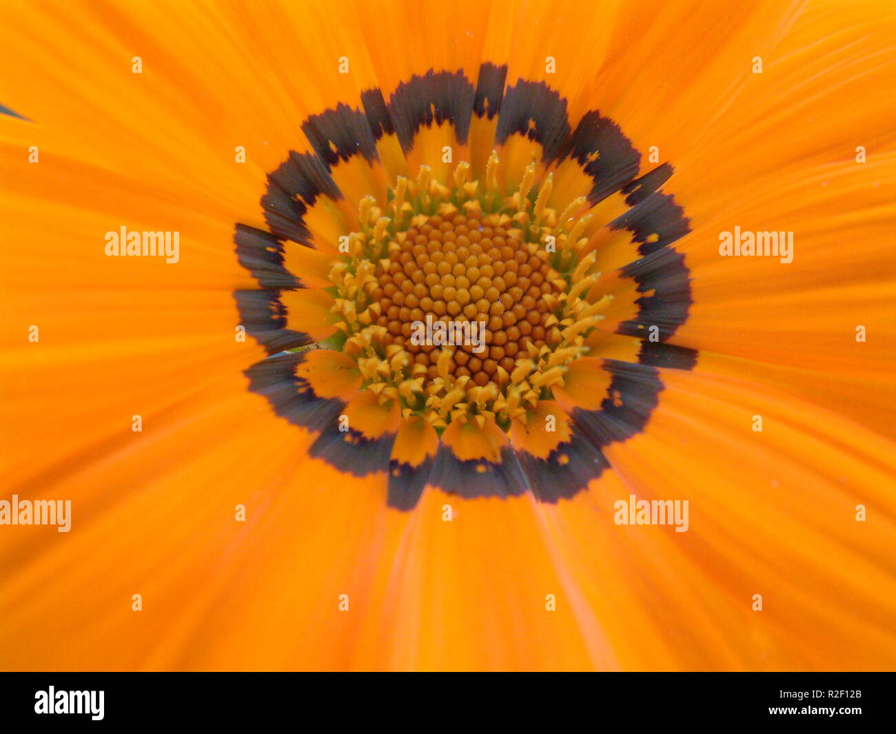 bee gas station Stock Photo - Alamy