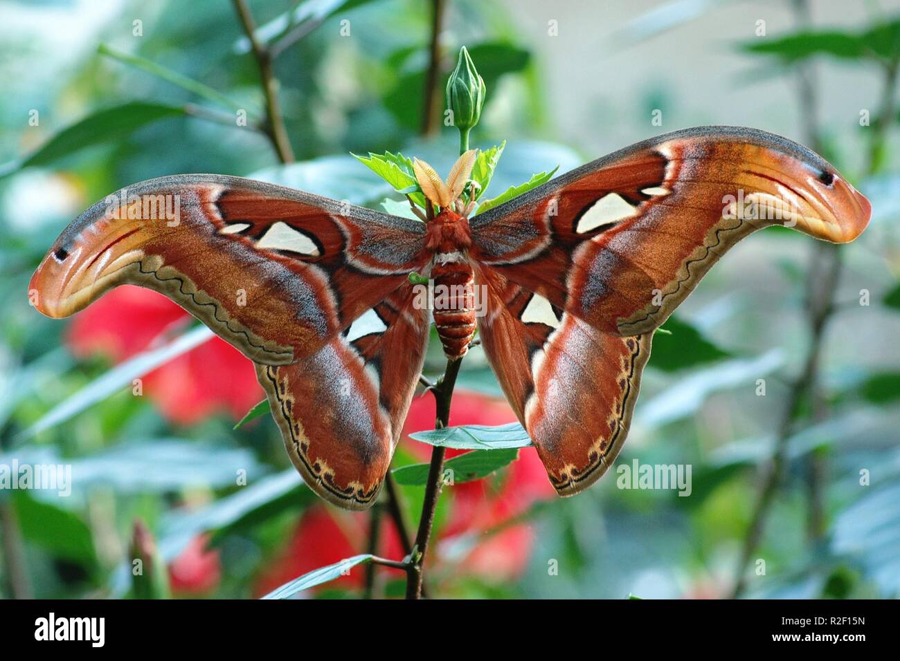 big atlas moth Stock Photo - Alamy