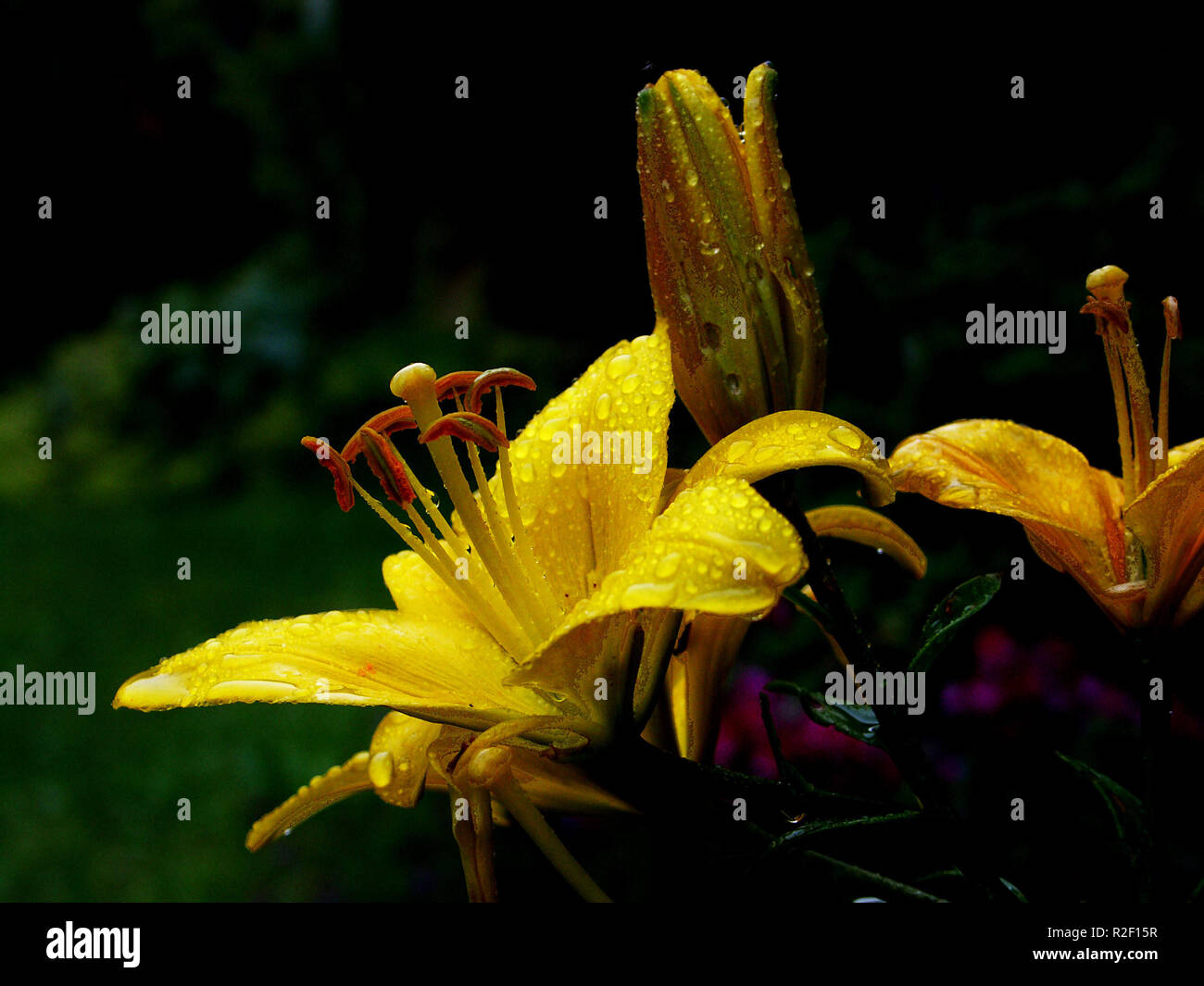 Edelblume hi-res stock photography and images - Alamy
