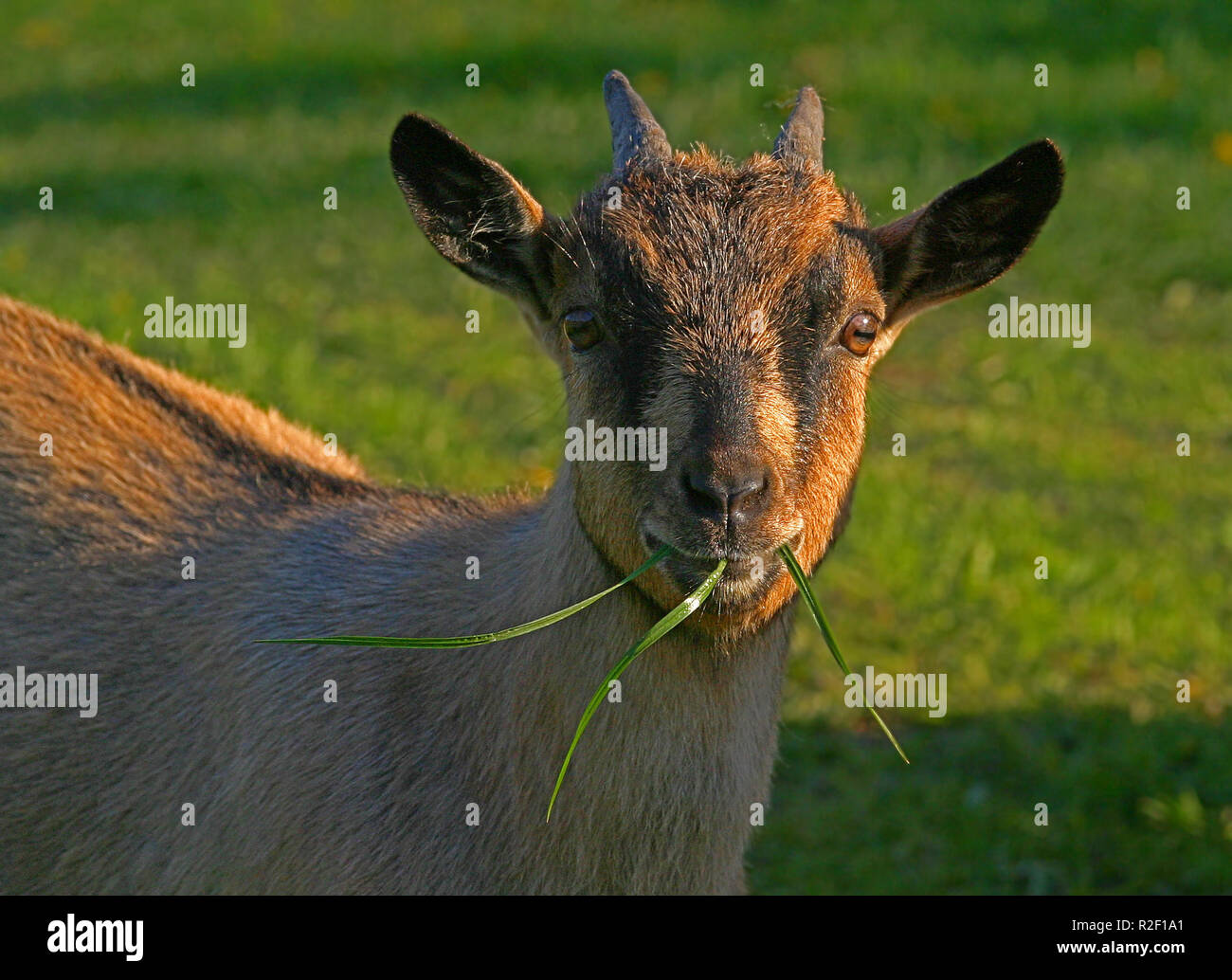 Short straw hi-res stock photography and images - Alamy