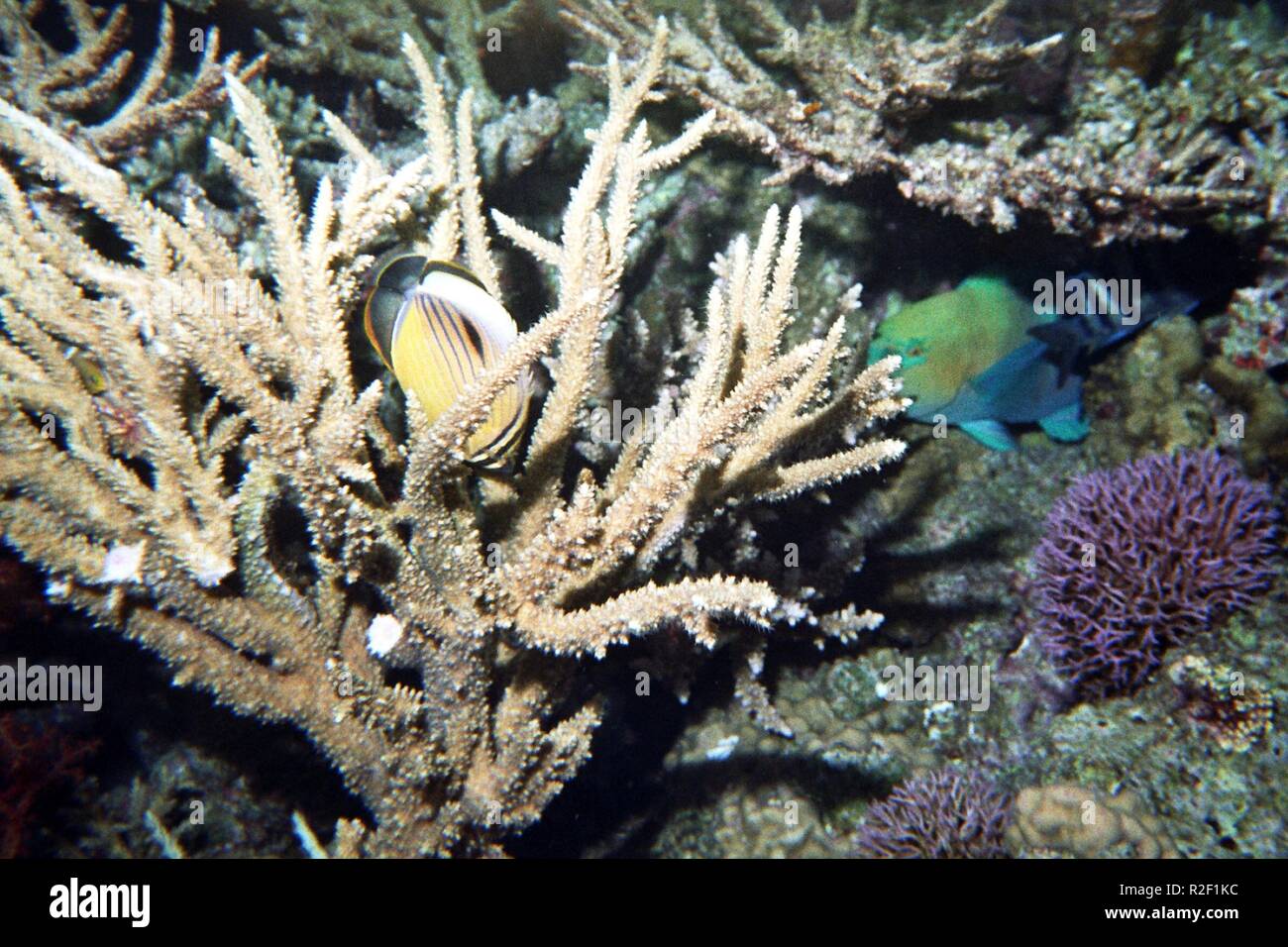 coral garden 2 Stock Photo - Alamy