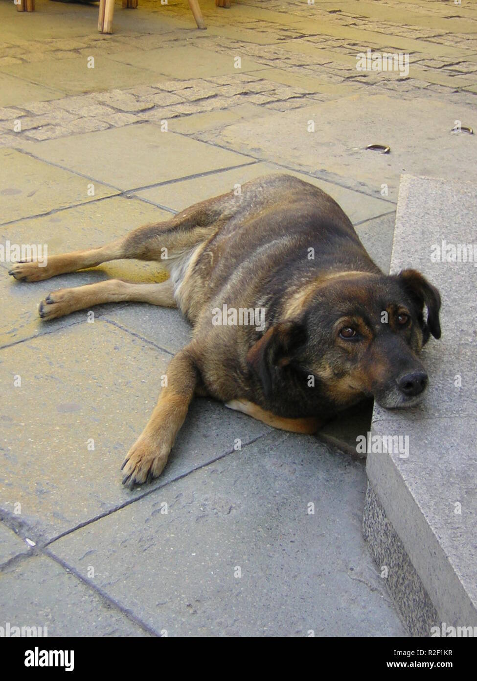 Tired dogs hi-res stock photography and images - Alamy