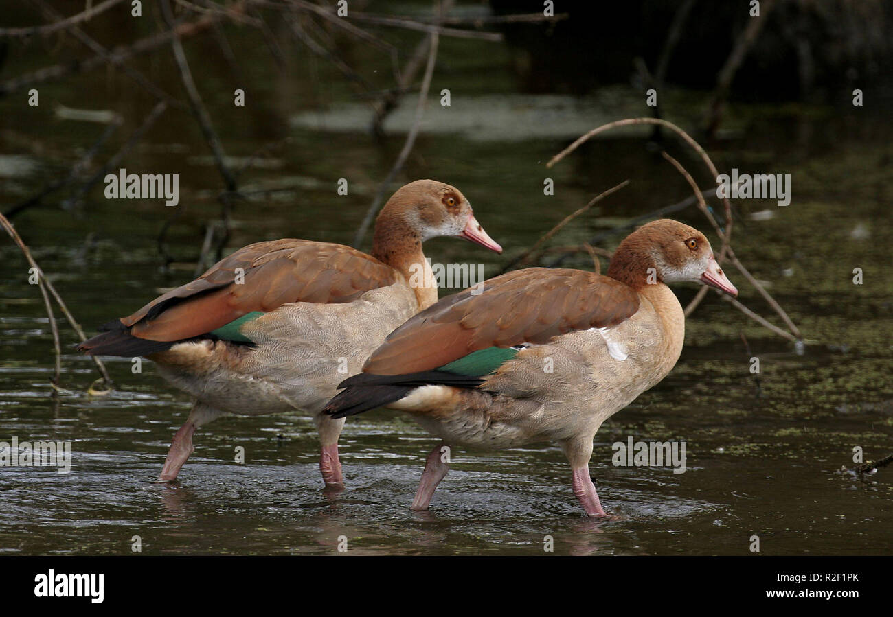 In lockstep hi-res stock photography and images - Alamy