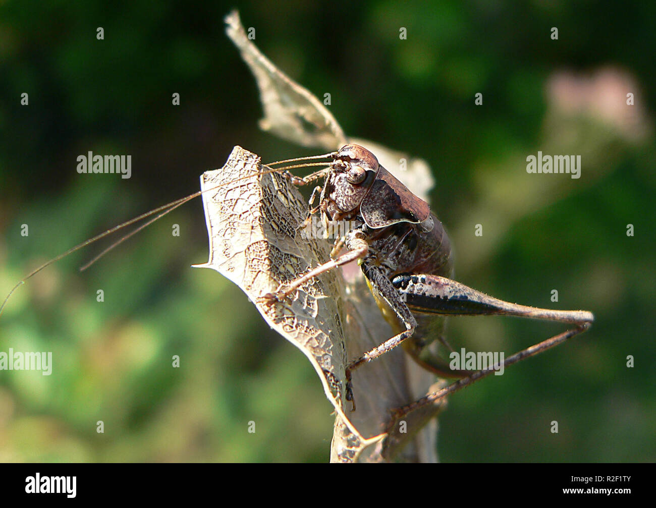 full forward bearing Stock Photo - Alamy