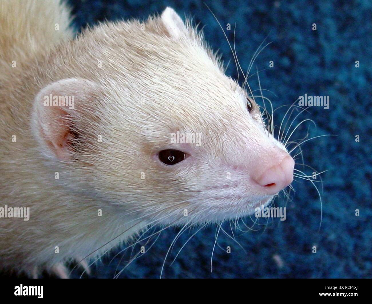 Male ferrets hi-res stock photography and images - Alamy