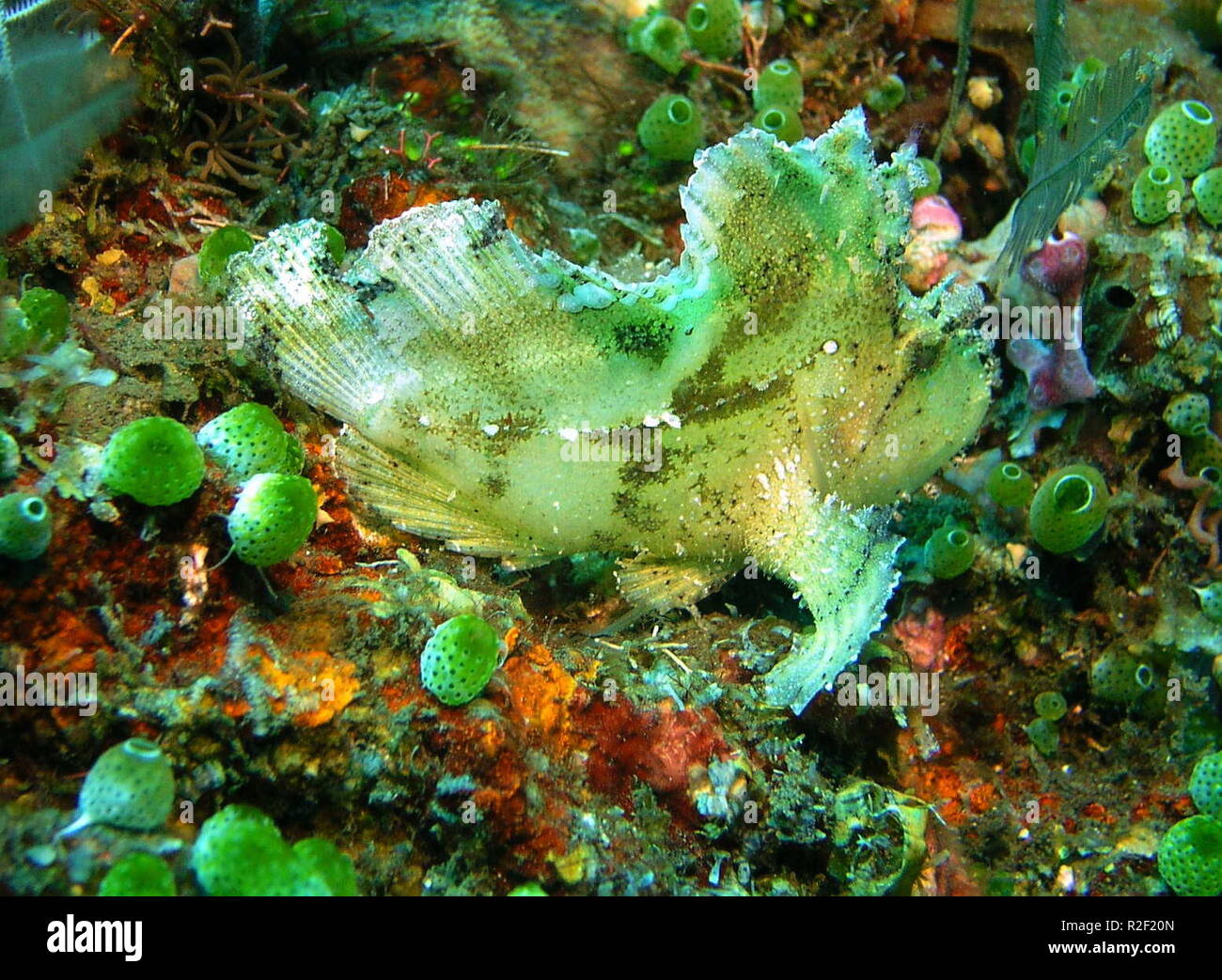 Kleinerfisch hi-res stock photography and images - Alamy