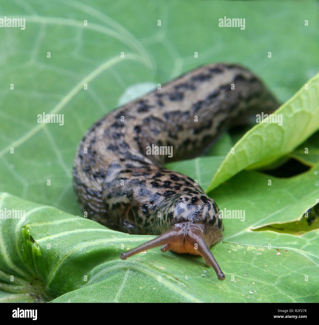 Slime attack hi-res stock photography and images - Alamy