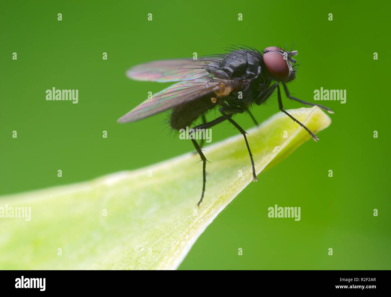 Leading position hi-res stock photography and images - Alamy