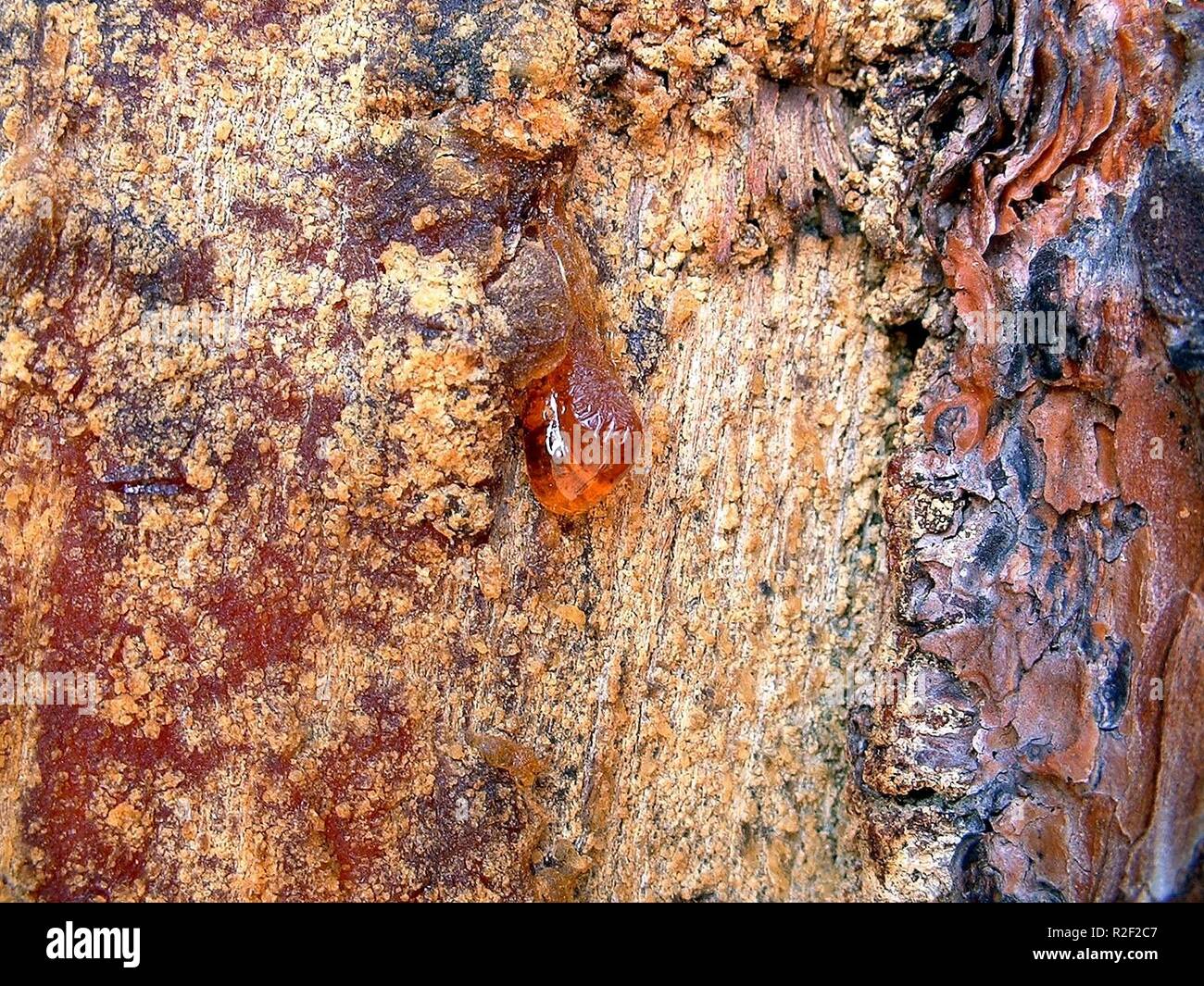 Bark and resin hi-res stock photography and images - Alamy