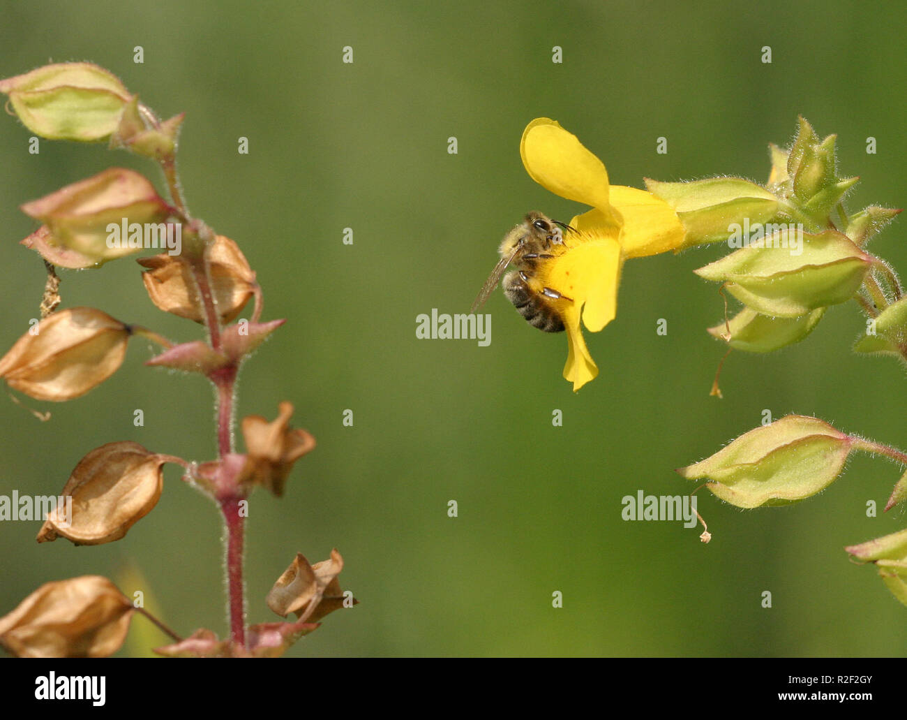 Animals bleed hi-res stock photography and images - Alamy