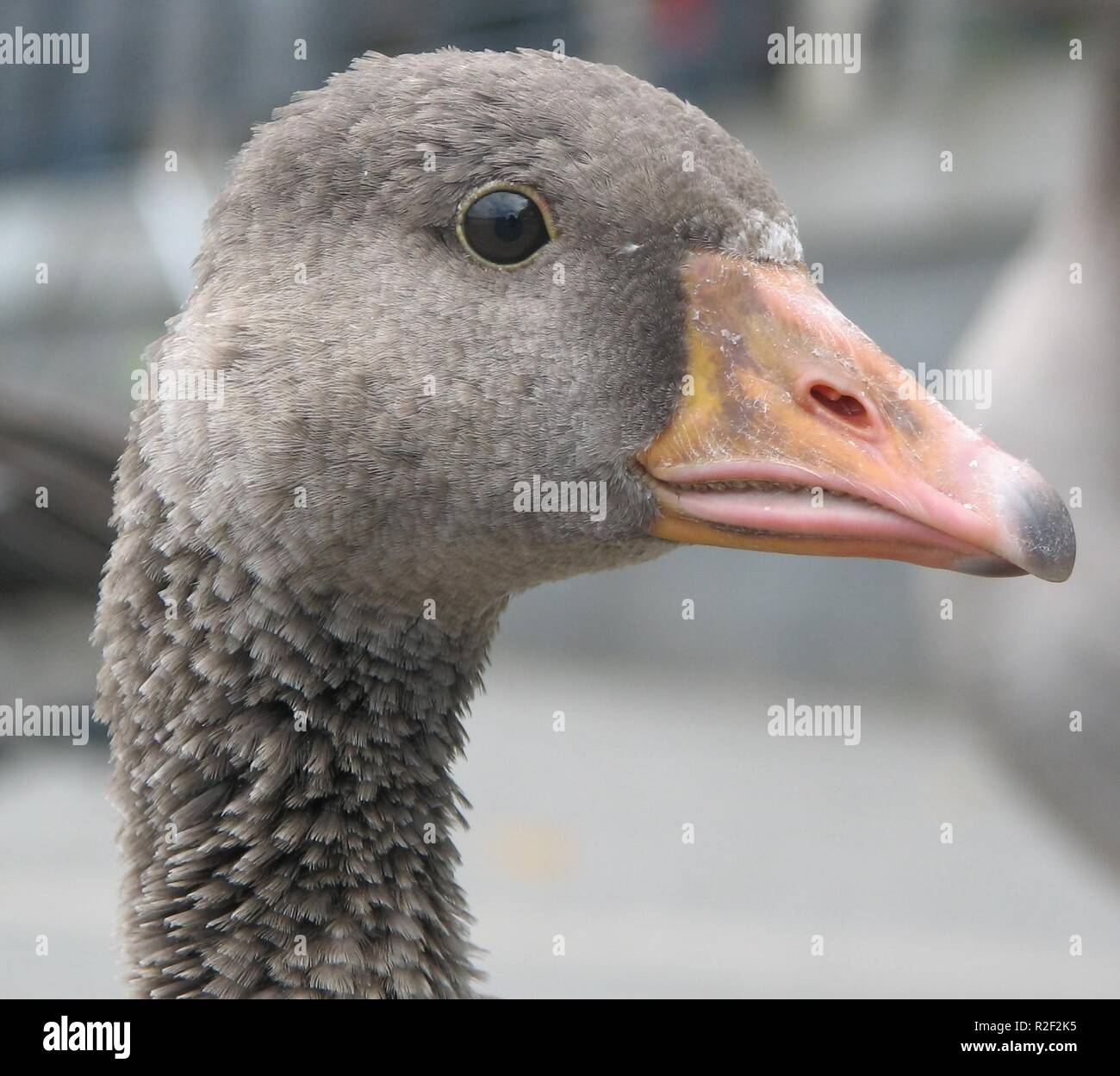 Kuck hi-res stock photography and images - Alamy