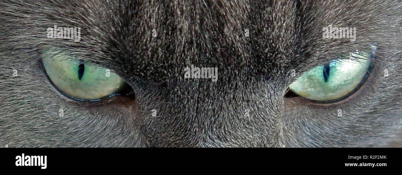 Evil look hi-res stock photography and images - Alamy