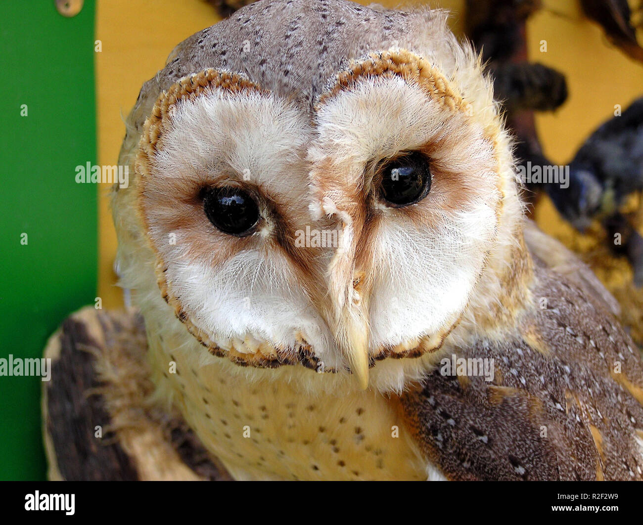Old owl hi-res stock photography and images - Alamy