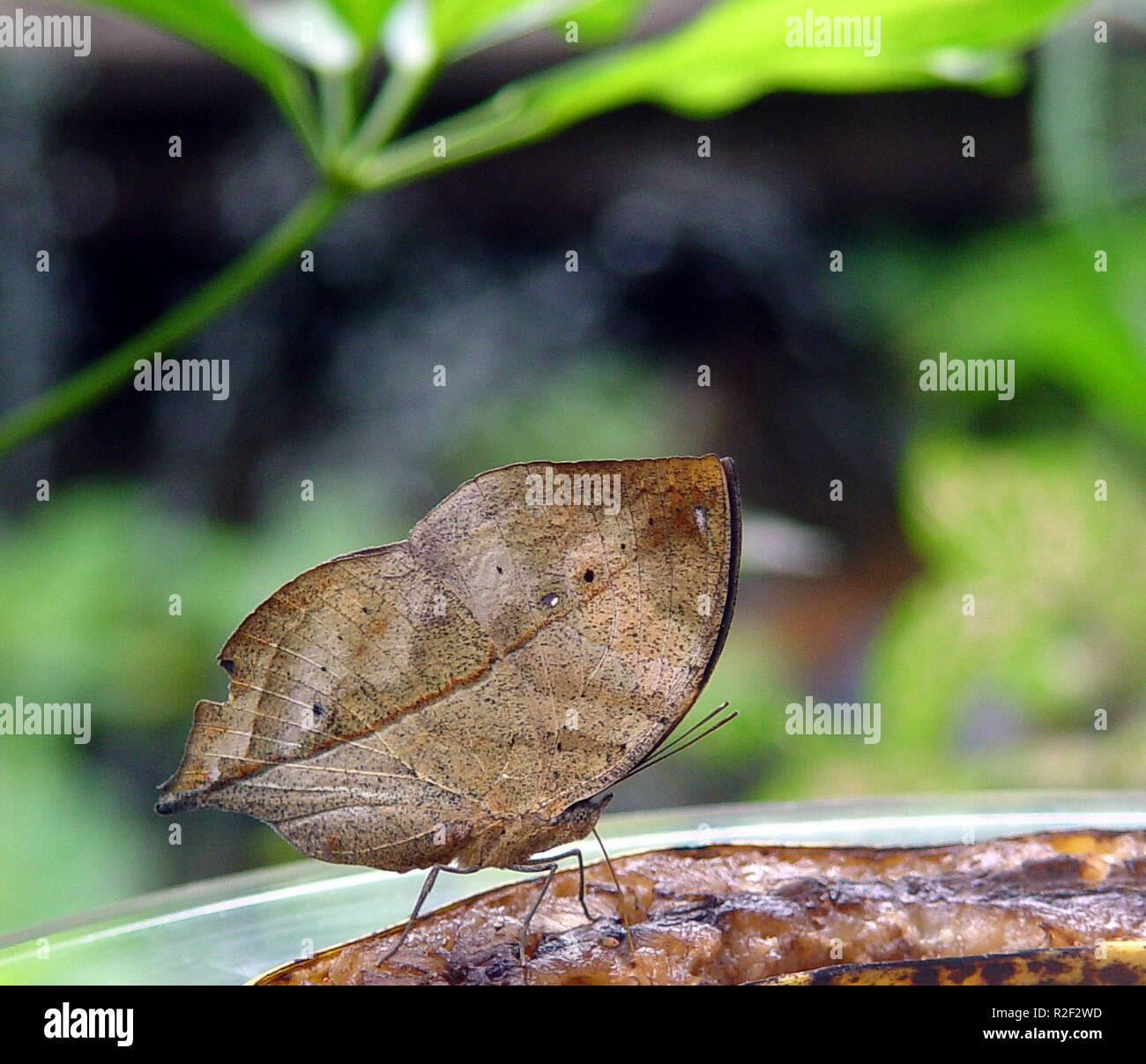 Banana journal hi-res stock photography and images - Alamy