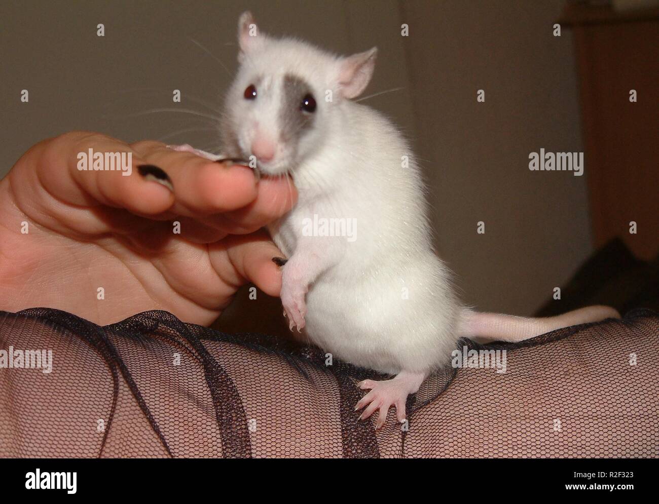 Child rat afraid hi-res stock photography and images - Alamy
