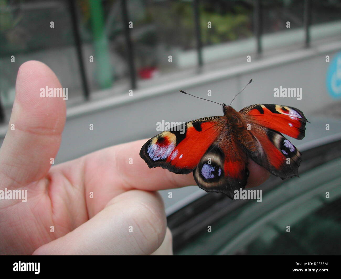 Trusting animal hi-res stock photography and images - Alamy