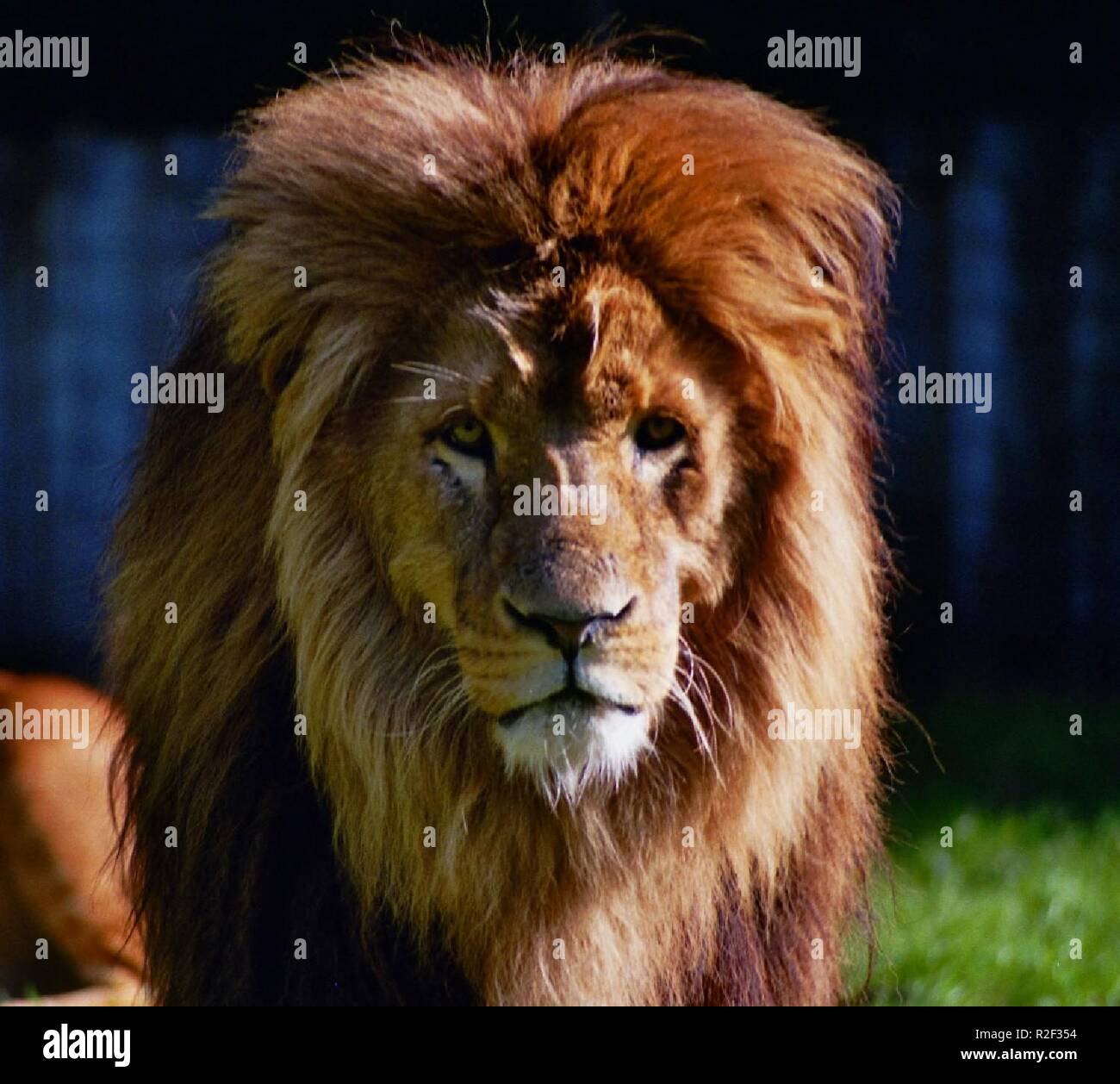 king of the animals Stock Photo - Alamy