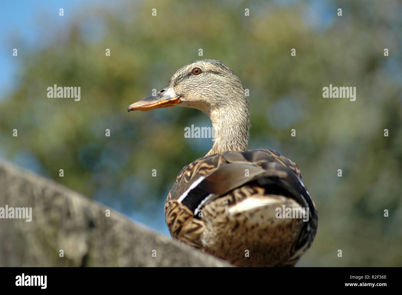 Ducks and rivers hi-res stock photography and images - Alamy