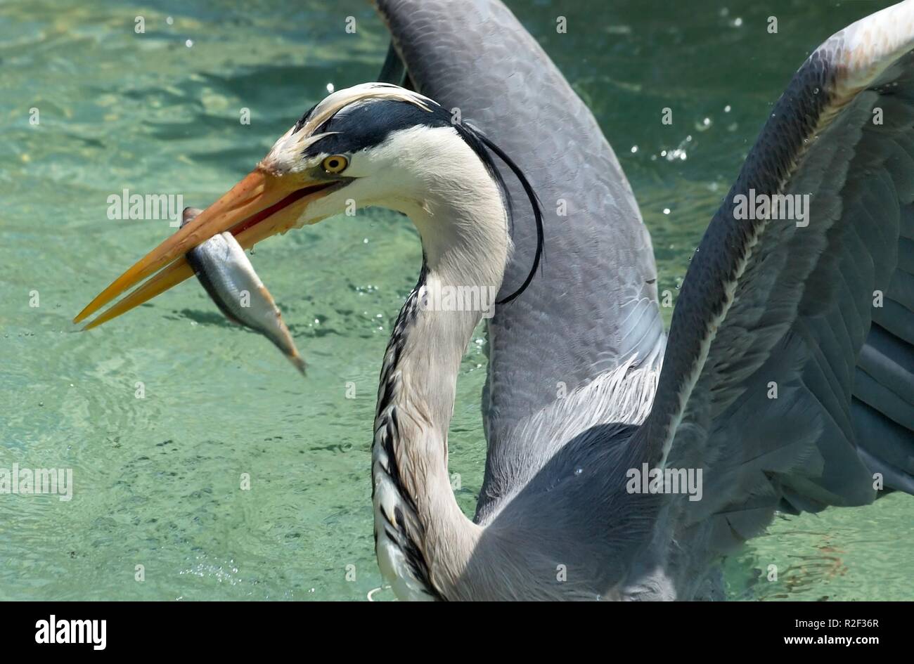 the fish thistle Stock Photo - Alamy