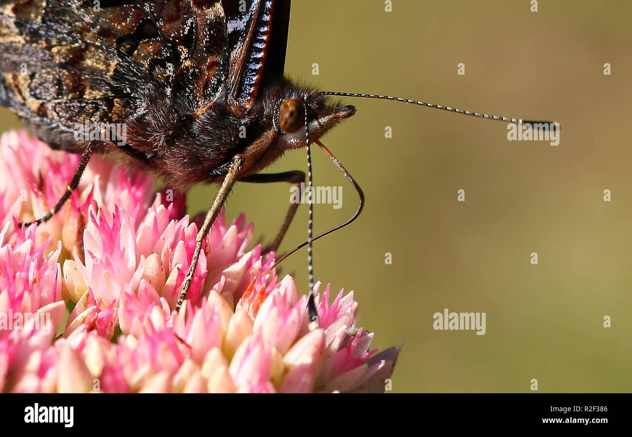 body of a butterfly Stock Photo - Alamy
