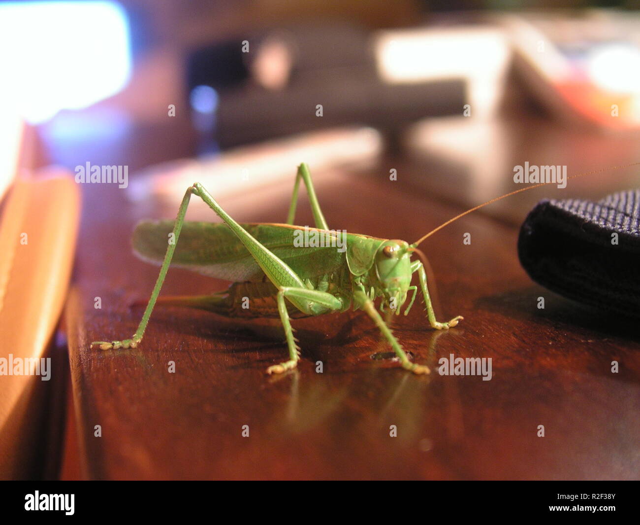 Antenna flip grasshopper green insect hi-res stock photography and ...