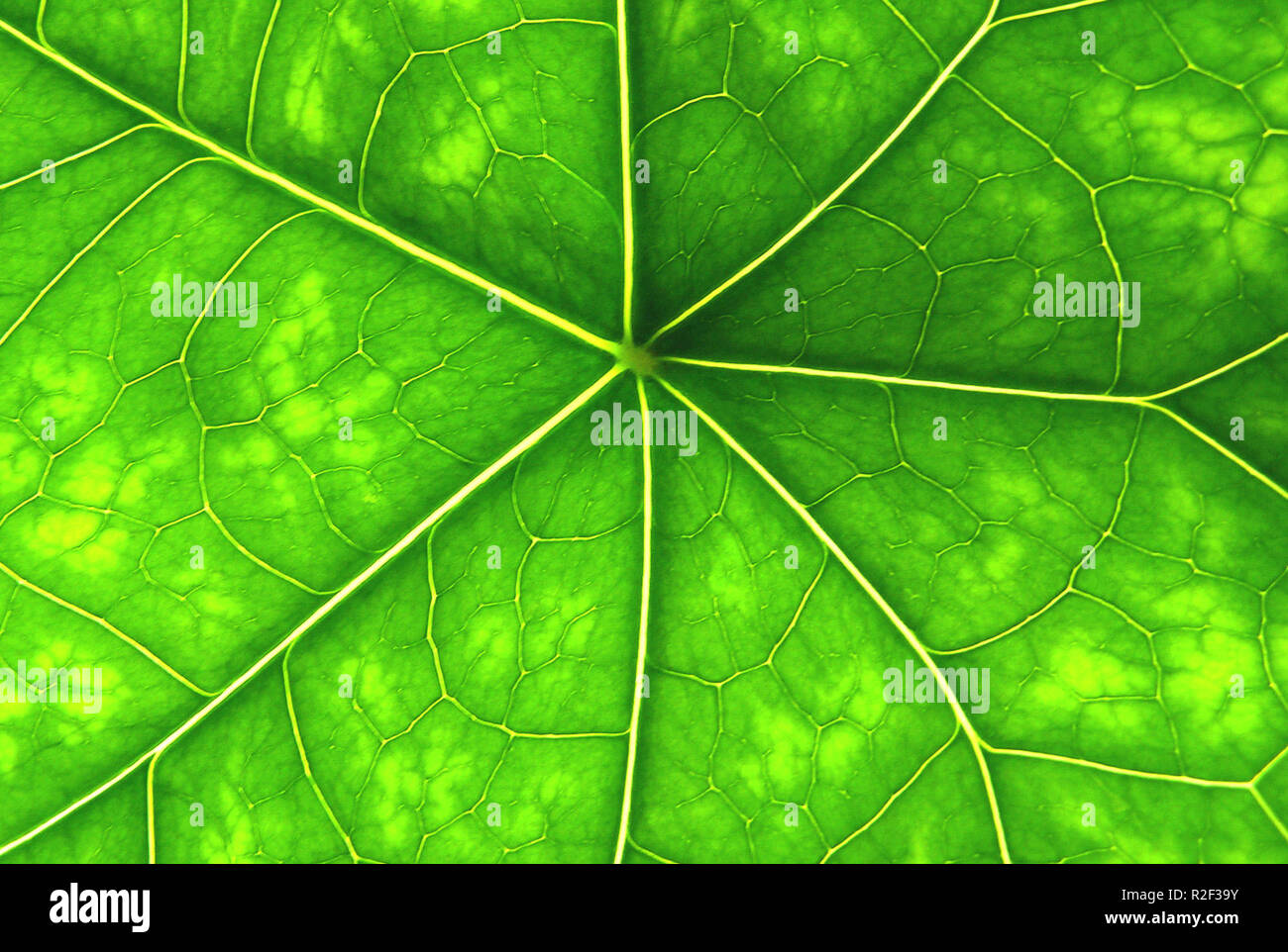 symmetry of nature Stock Photo - Alamy